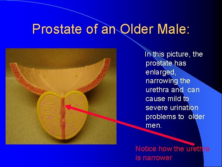 Objectives Our first segment focused in the anatomy