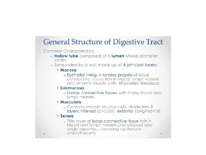GIT SMALL INTESTINE Begins as a continuation of
