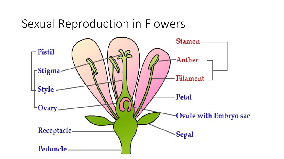 Sexual Reproduction in Flowers How do plants get