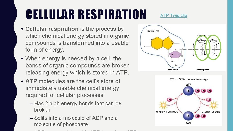 CELLULAR RESPIRATION AEROBIC AND ANAEROBIC ENERGY All cells