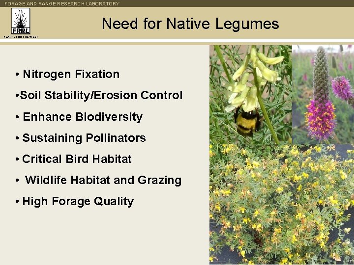 FORAGE AND RANGE RESEARCH LABORATORY PLANTS FOR THE