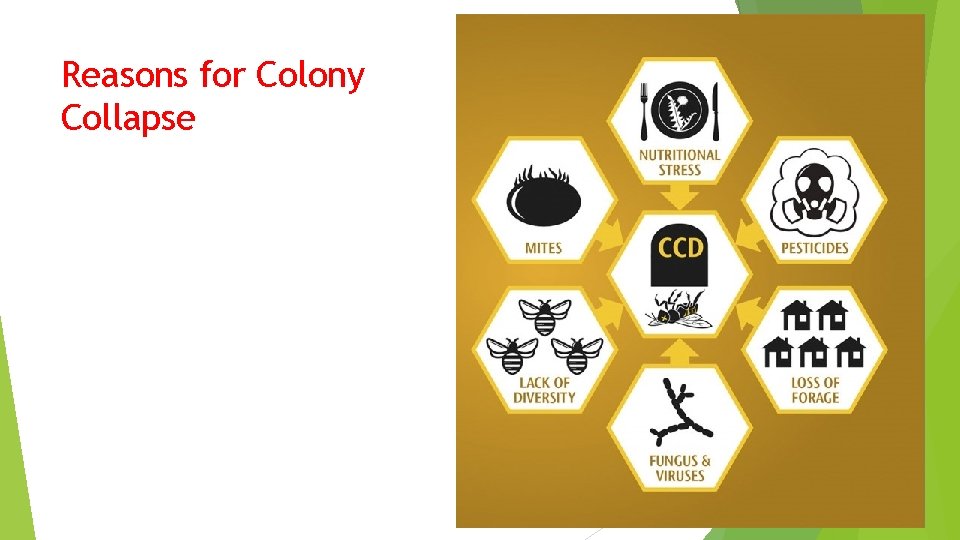 The Buzz About Colony Collapse Disorder Case Study