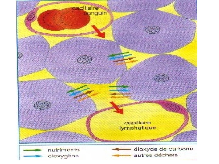 Activit des cellules et changes avec le milieu