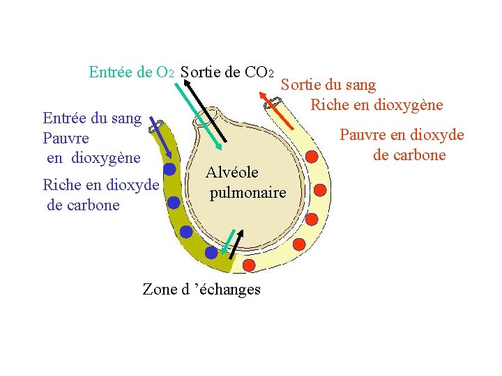 Activit des cellules et changes avec le milieu