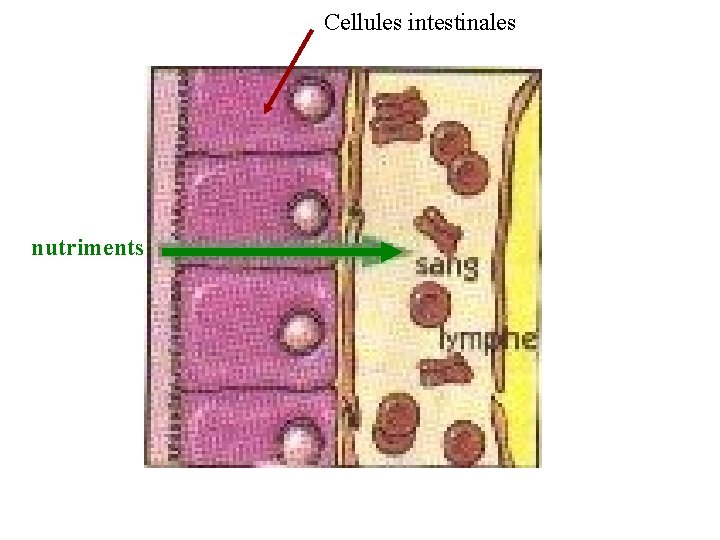 Activit des cellules et changes avec le milieu