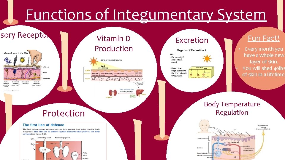 Integumentary System Definition Organs Function Tissue Cavities By