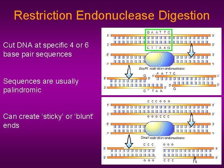 Molecular Biology II Common Techniques Aspects to Cover