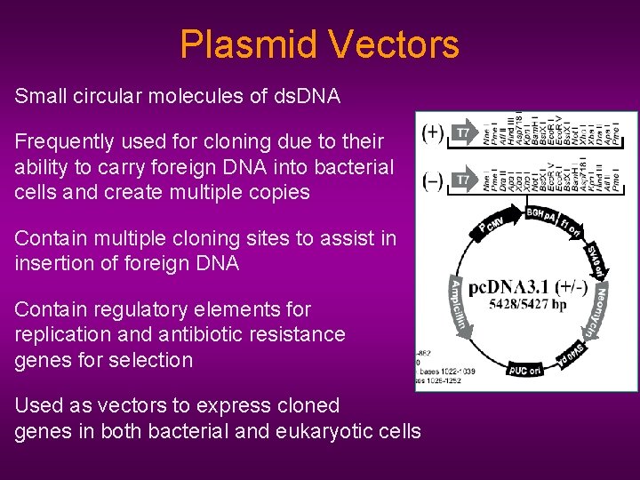 Molecular Biology II Common Techniques Aspects to Cover