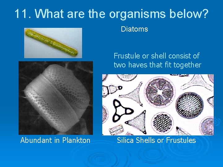 1 This organism is prokaryotic Identify this organism