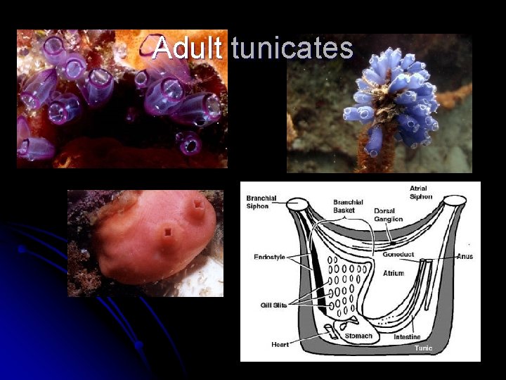Chordates Animals with some back bone some without