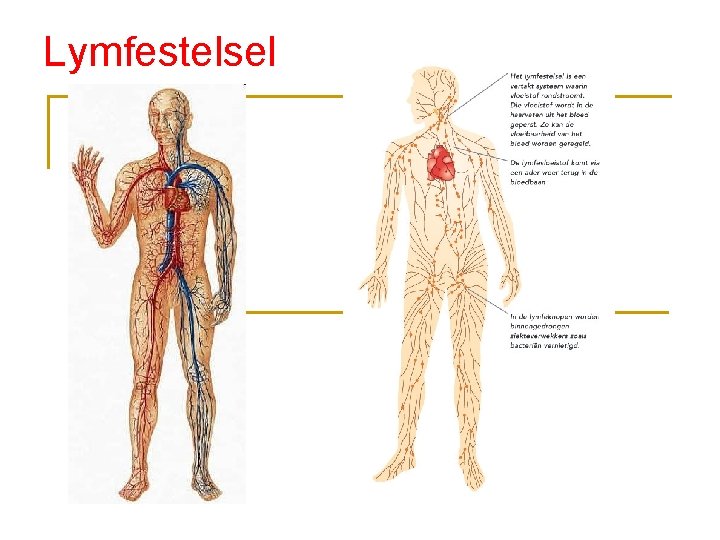Bloed en lymfe bloedsomloop en lymfestelsel Bloed n