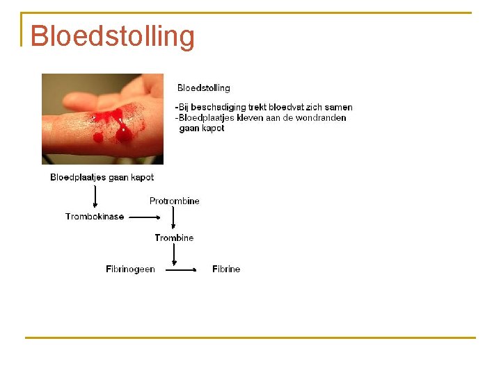 Bloed en lymfe bloedsomloop en lymfestelsel Bloed n