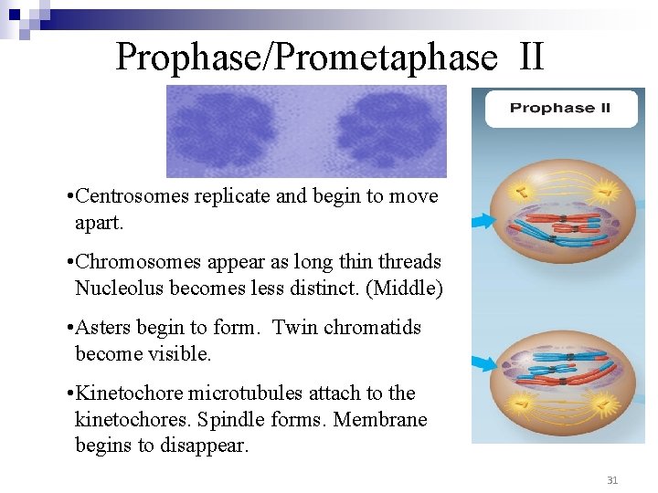Meiosis Asexual reproduction and Meiosis Advantages of Asexual