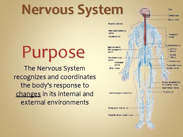 Human Body Systems Nervous System Purpose The Nervous