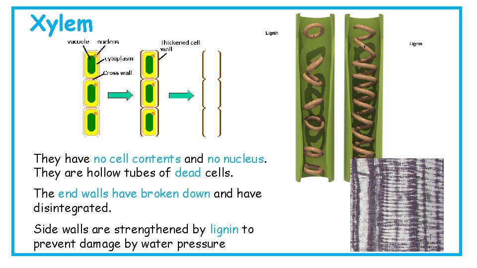 National 5 Biology Unit 2 Cell Biology Section