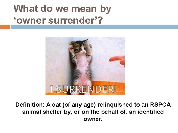 REASONS FOR SURRENDERING CATS Corinne Alberthsen Background Lots