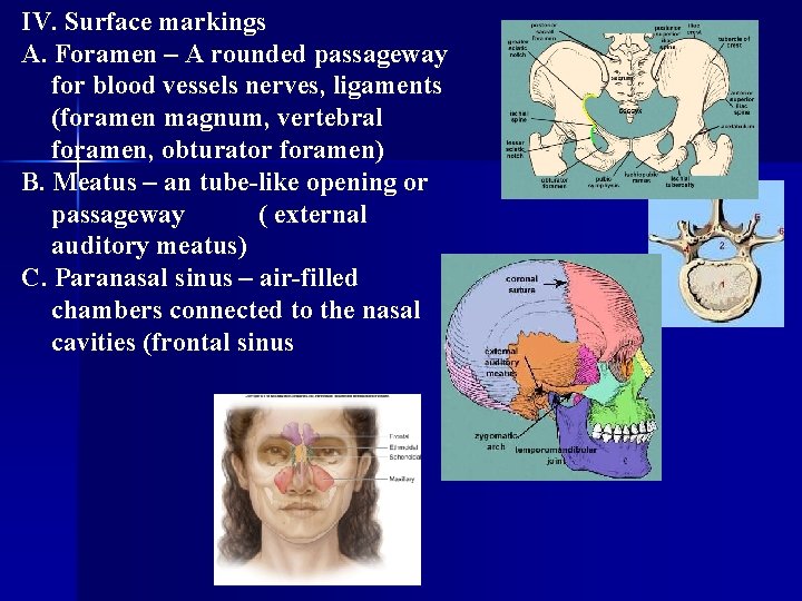 IV Surface markings A Foramen A rounded passageway