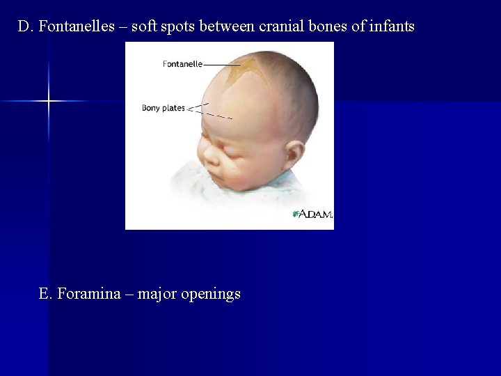 IV Surface markings A Foramen A rounded passageway