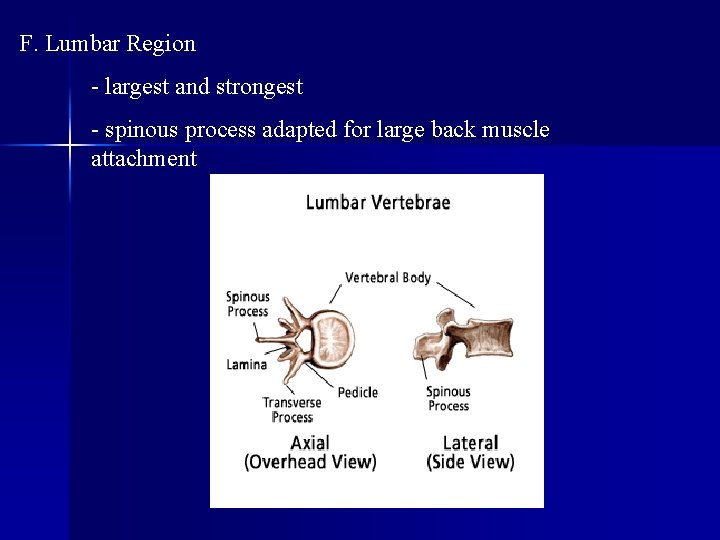 IV Surface markings A Foramen A rounded passageway
