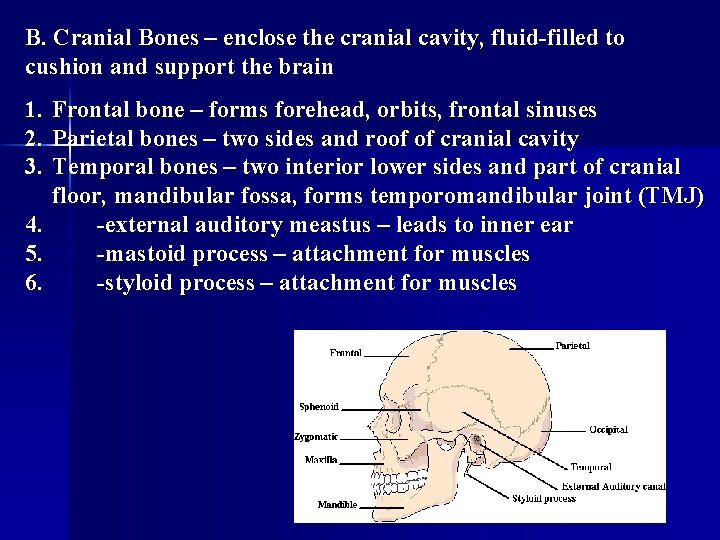 IV Surface markings A Foramen A rounded passageway