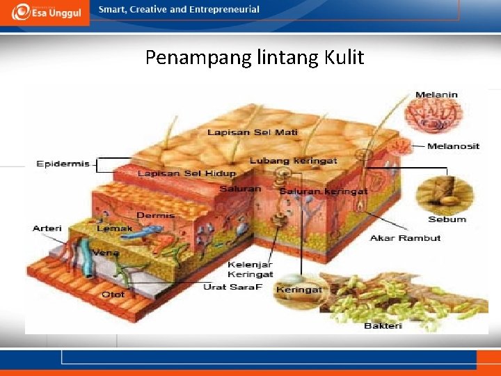 patofisiologi pada sistem integumen skin dan jaringan subcutaneus