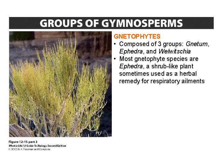 Biochemistry Microbiology and Immunology January 5 2022 Week
