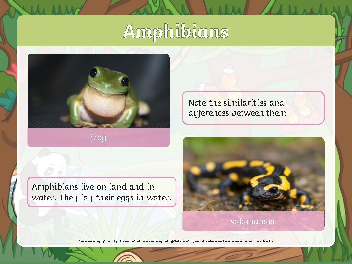 Amphibians Note the similarities and differences between them