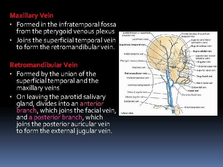MAJOR VESSELS OF THE HEAD NECK Dr Zeenat