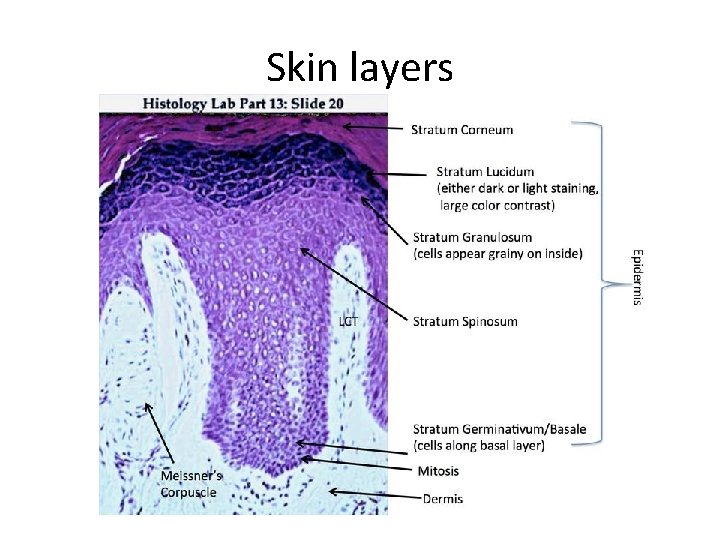 Histology lab SKIN Skin layers Epidermal layers Stratum