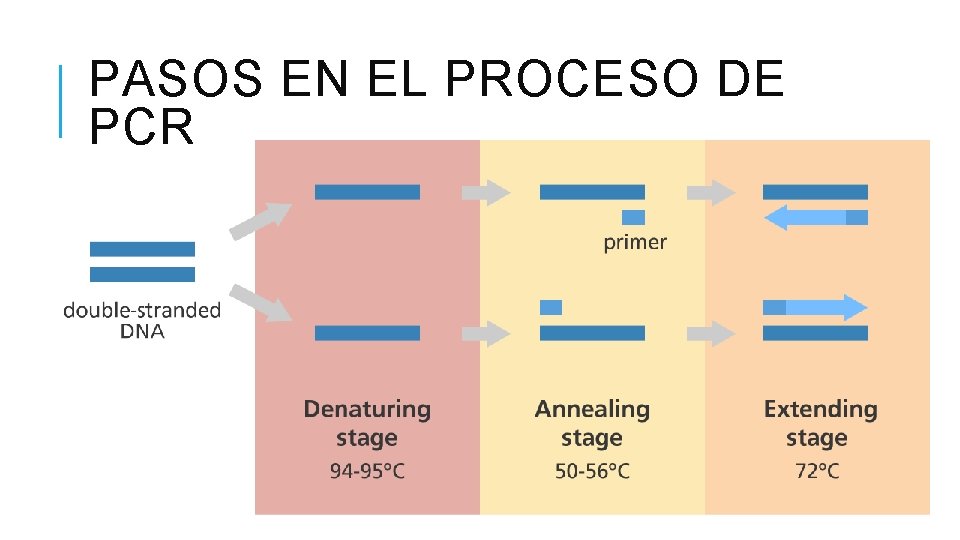 TECNOLOGA DE DNA RECOMBINANTE Biologa 10 mo Grado