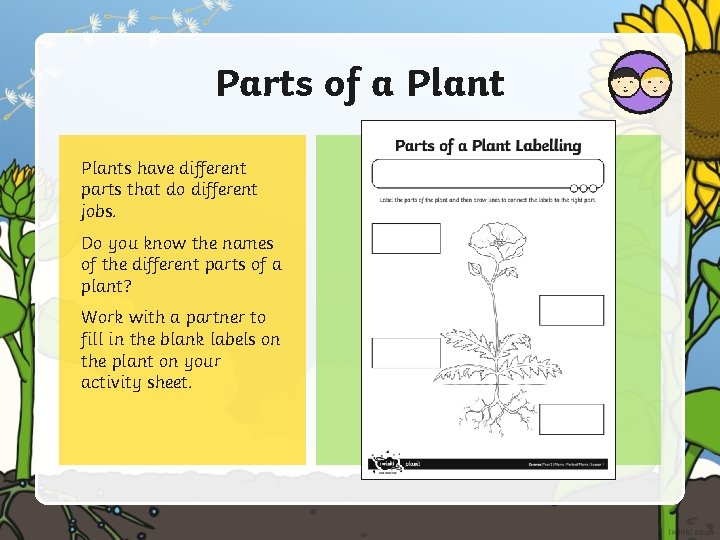 Science Plants Year One Science Year 3 Plants