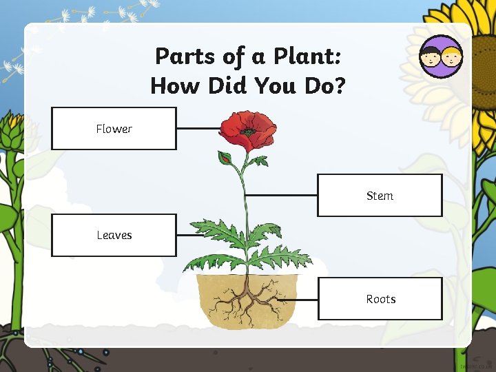 Science Plants Year One Science Year 3 Plants