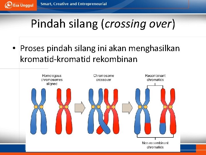 Peristiwa Pindah Silang dan Pemetaan Kromosom Dr Henny