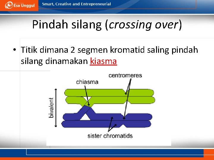 Peristiwa Pindah Silang dan Pemetaan Kromosom Dr Henny