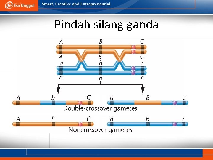 Peristiwa Pindah Silang dan Pemetaan Kromosom Dr Henny