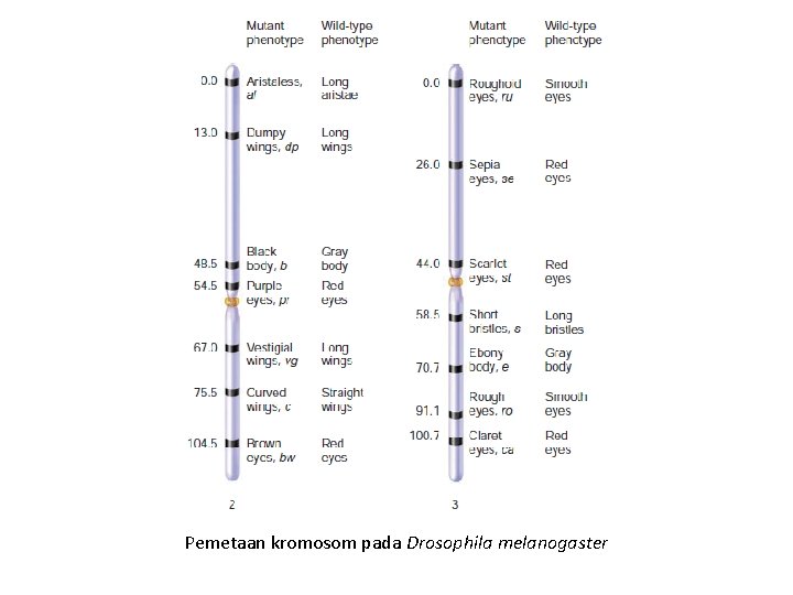 Peristiwa Pindah Silang dan Pemetaan Kromosom Dr Henny