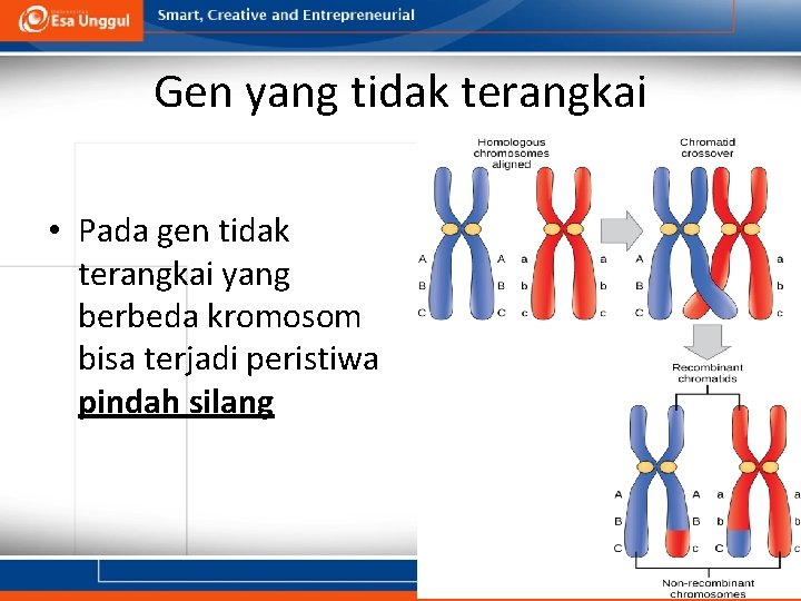 Peristiwa Pindah Silang dan Pemetaan Kromosom Dr Henny
