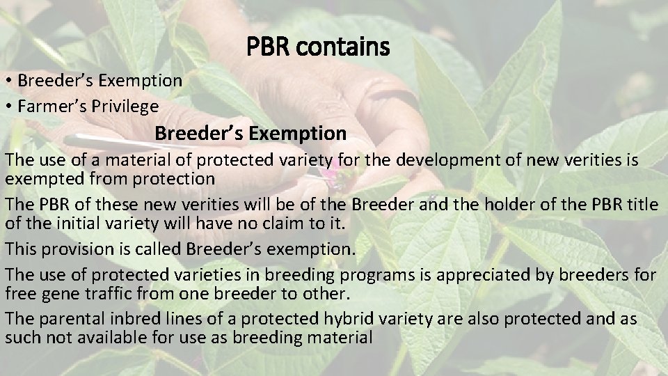 Plant Breeders RightsPBR Requirements for PBR The extent