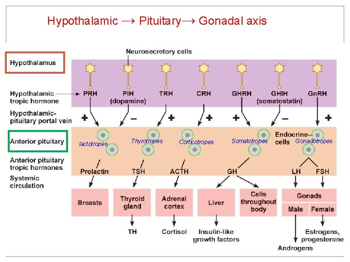 Reproductive Physiology Lecture 1 HypothalamicPituitaryGonadal axis DR ...