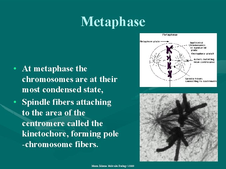 Human Metaphase Chromosomes Experiment Objectives Preparing staining and