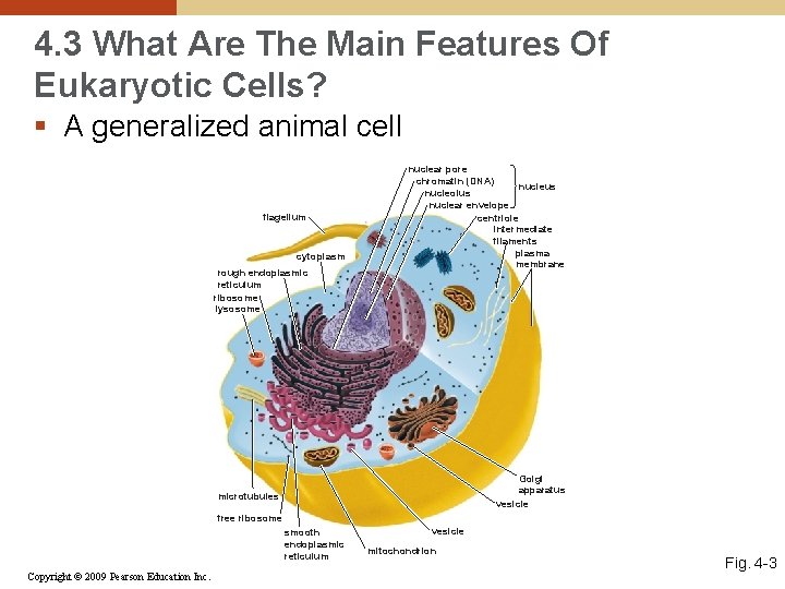 Chapter 4 Cell Structure and Function Lectures by
