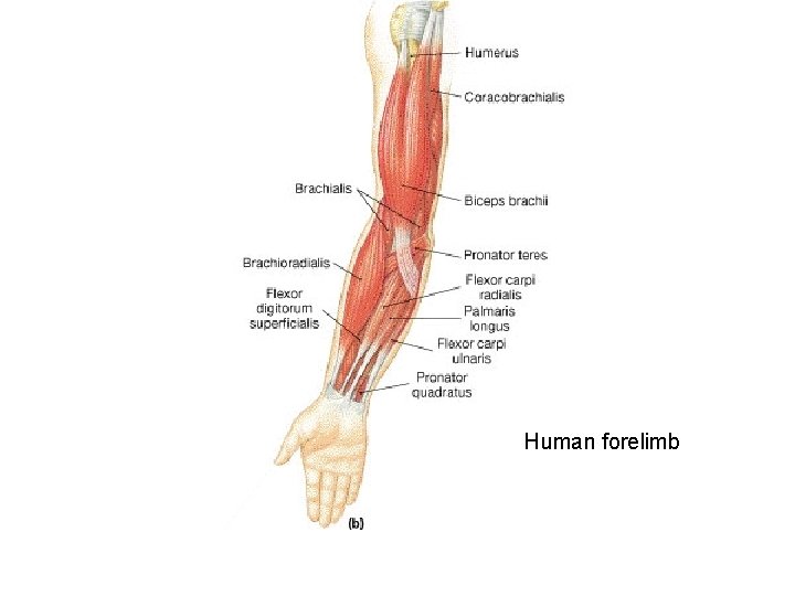 Connective tissue and overview of bone Hyaline cartilage