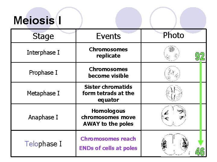 Meiosis Homologous Chromosomes l In the body cells
