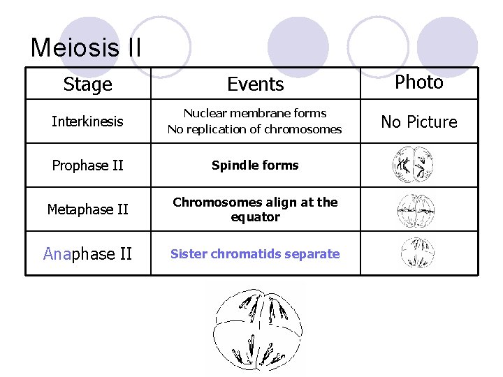 Meiosis Homologous Chromosomes l In the body cells