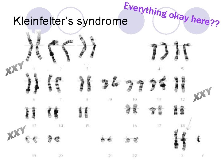 Meiosis Homologous Chromosomes l In the body cells