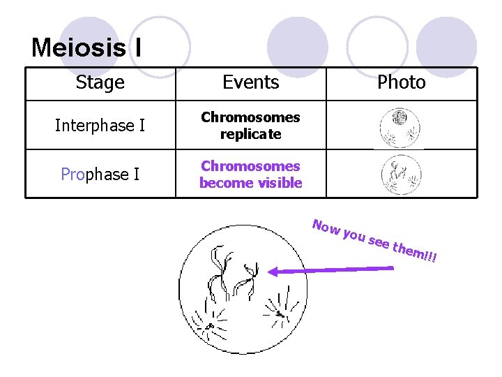 Meiosis Homologous Chromosomes l In the body cells