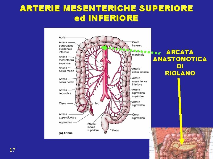 ARTERIE della GRANDE CIRCOLAZIONE 1 SISTEMA ARTERIOSO DELLA