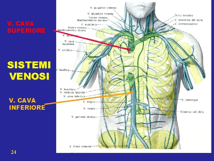 ARTERIE della GRANDE CIRCOLAZIONE 1 SISTEMA ARTERIOSO DELLA