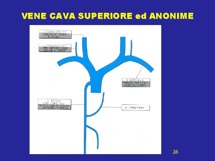 ARTERIE della GRANDE CIRCOLAZIONE 1 SISTEMA ARTERIOSO DELLA
