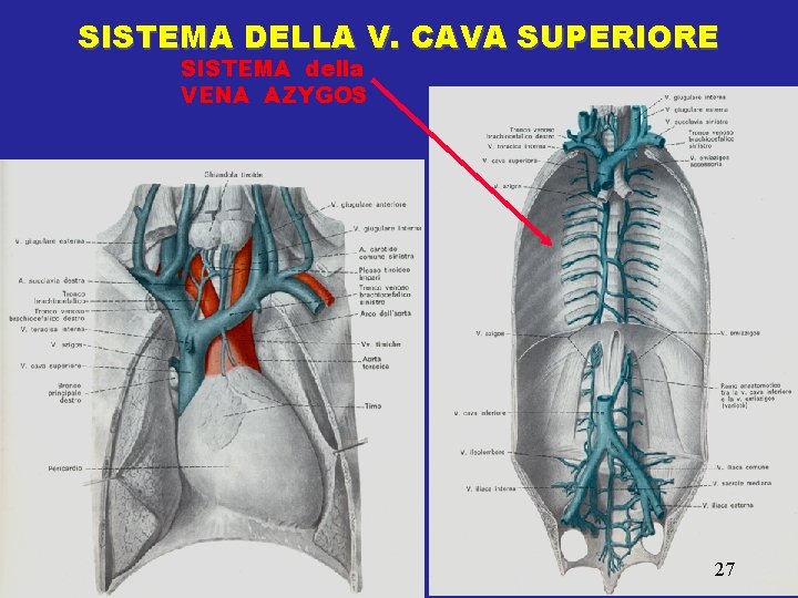 ARTERIE della GRANDE CIRCOLAZIONE 1 SISTEMA ARTERIOSO DELLA